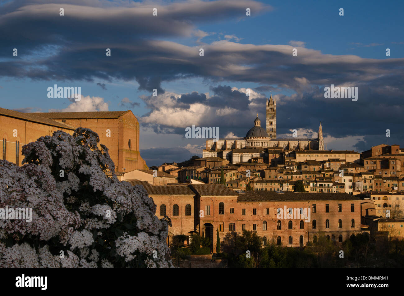 Santa Maria Assunta Duomo in Siena,Tuscany,italy Stock Photo - Alamy