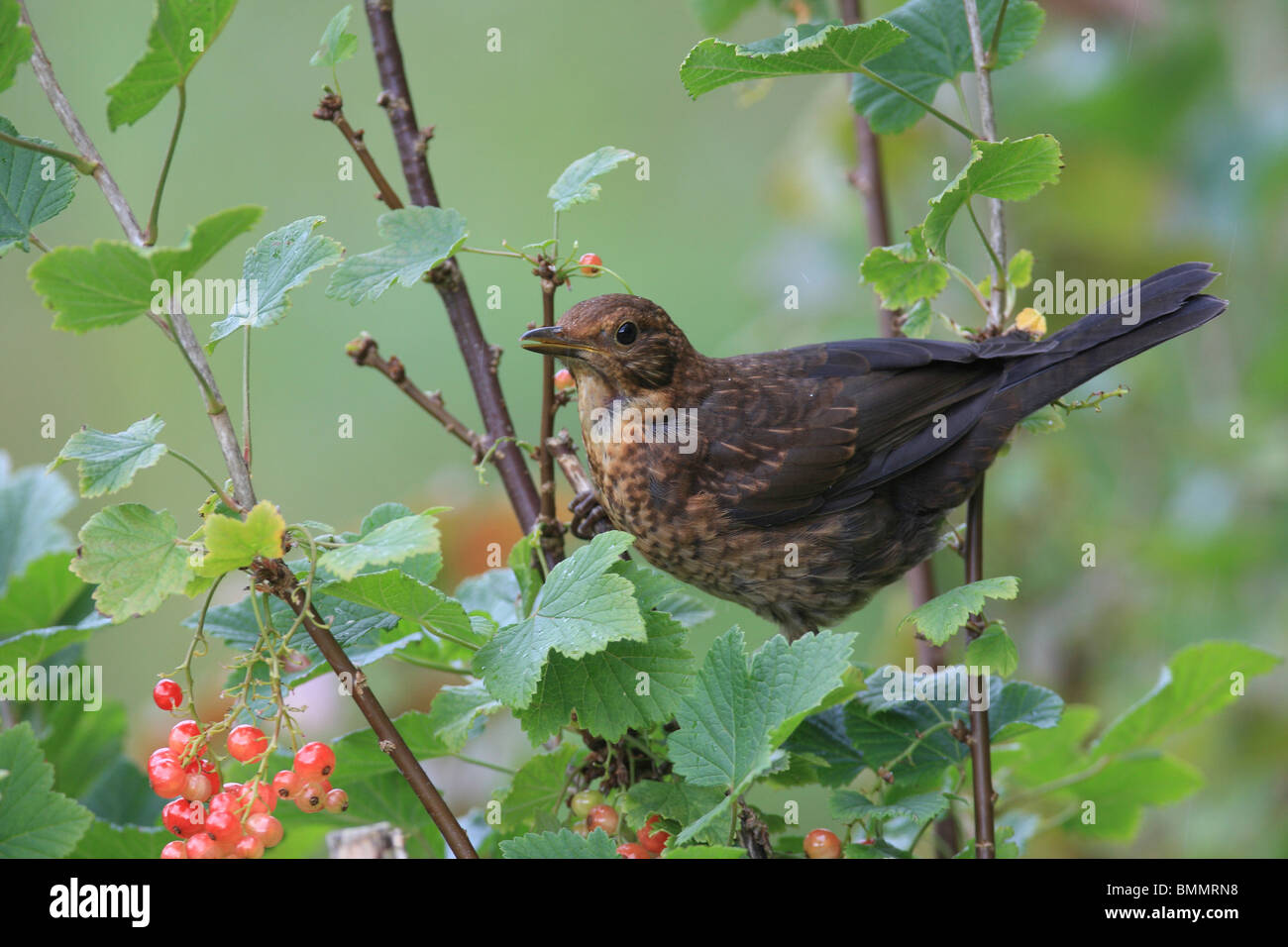 BLACKBIRD (Turdus merula) JUVENILE PERCHING IN RED CURRANT BUSH Stock ...