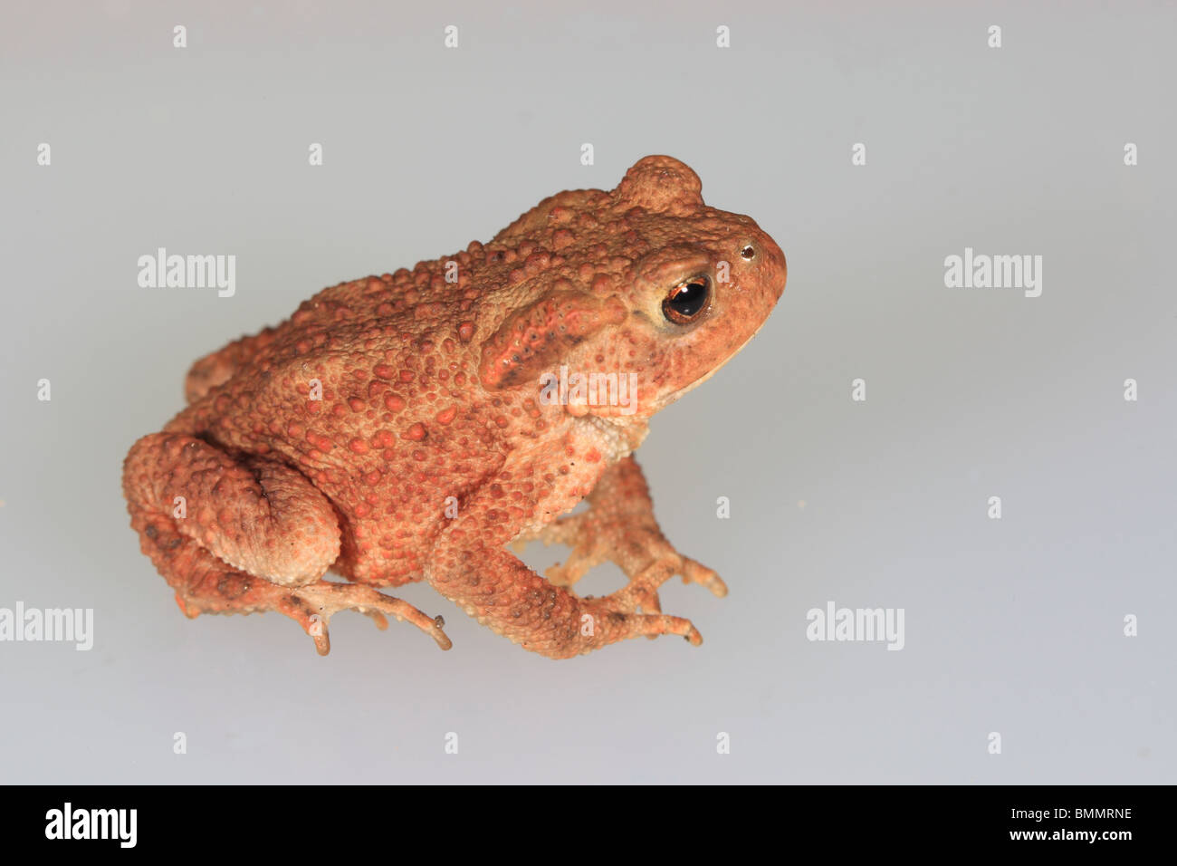 Side view of toad hi-res stock photography and images - Alamy