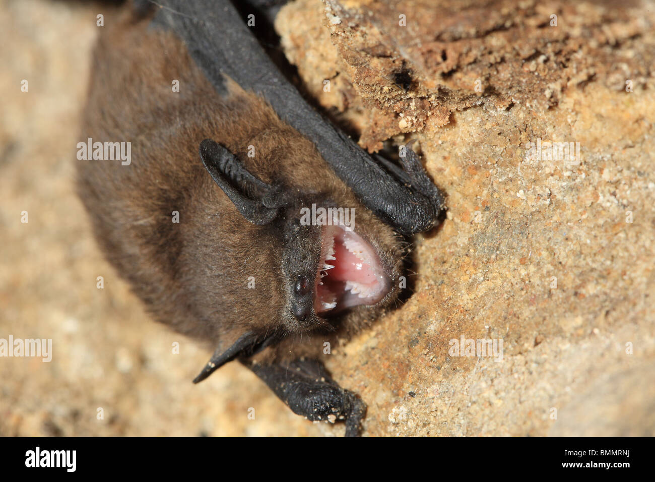 PIPESTRELLE BAT (Pipestrellus pipestrellus) HANGING ON WALL SNARLING ...