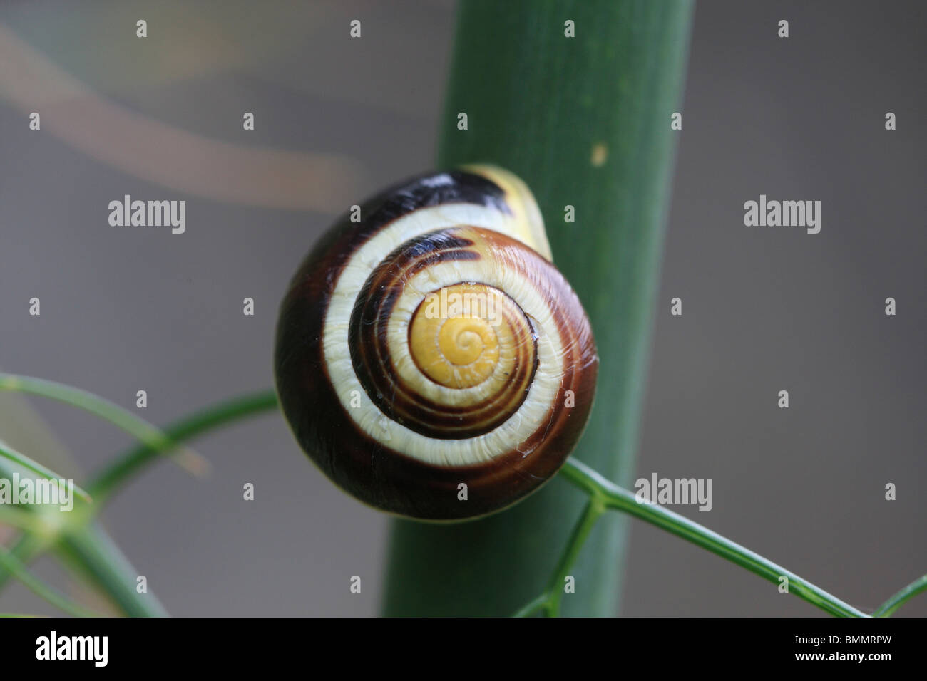 Banded snail hi-res stock photography and images - Alamy