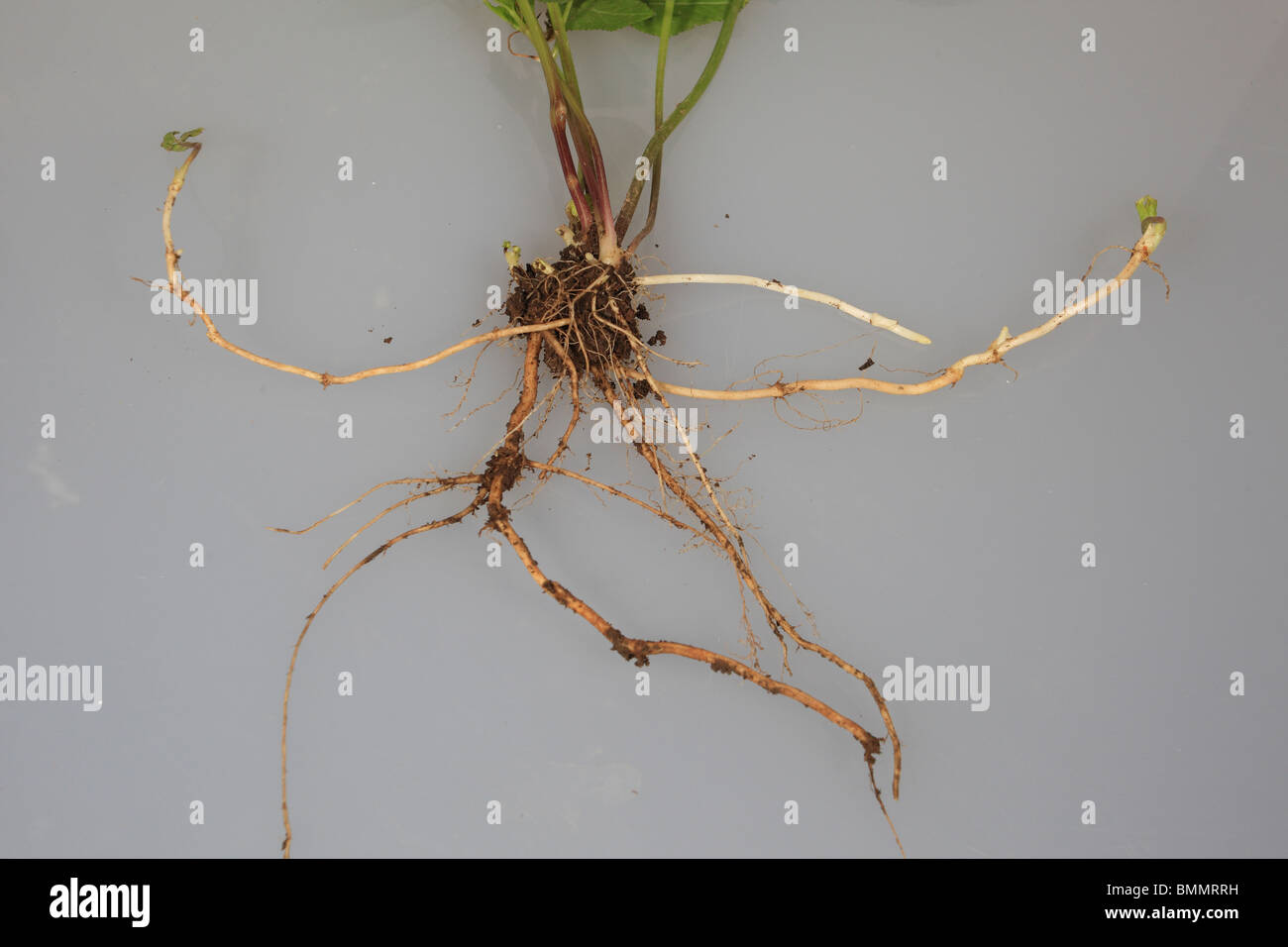 Ground Elder High Resolution Stock Photography and Images - Alamy