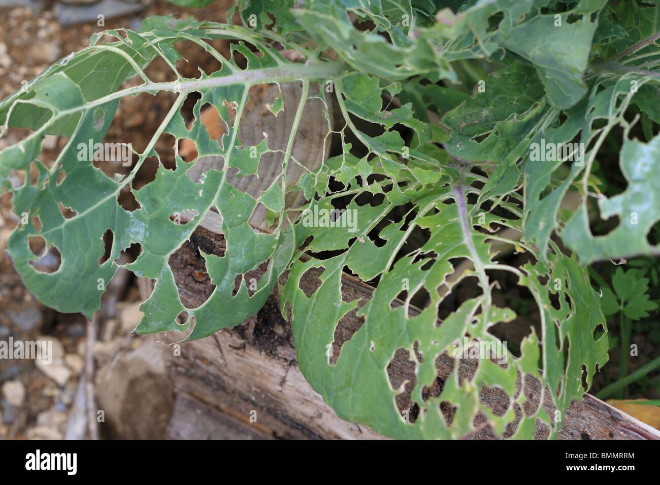 GARDEN SNAIL (Helix aspersa) DAMAGE TO CABBAGE Stock Photo - Alamy