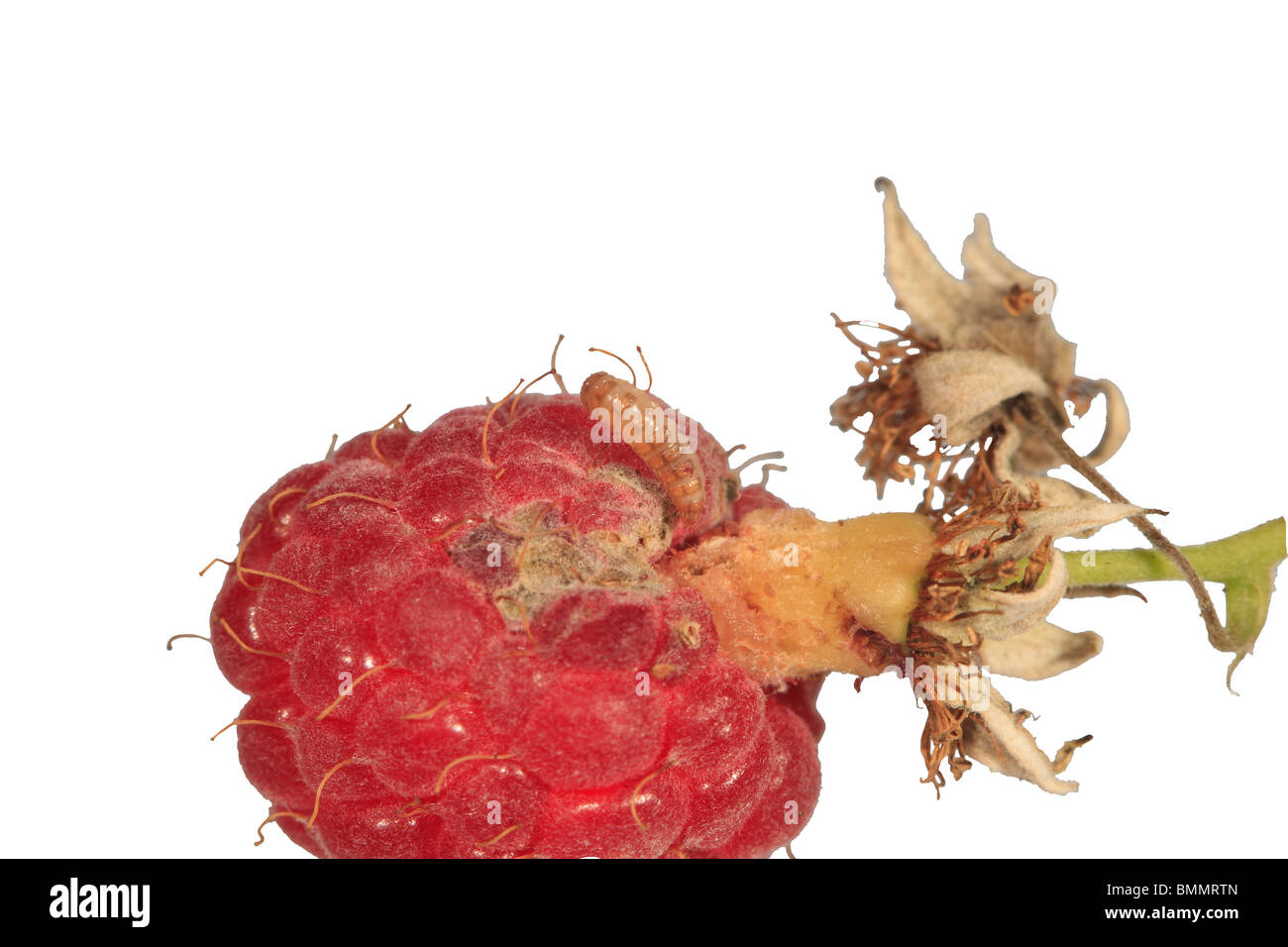 RASPBERRY BEETLE (Byrturus tomentosus) LARVA IN RASPBERRY Stock Photo ...