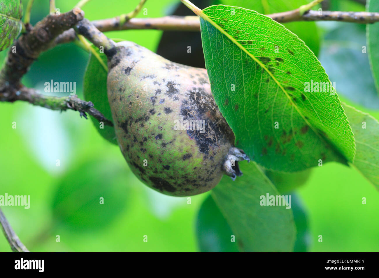 PEAR SCAB (Venturia pirina) ON MATURING PEAR Stock Photo - Alamy