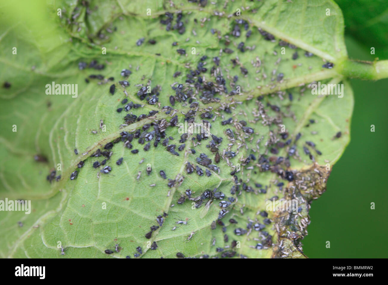 BLACK BEAN APHIS (Aphis fabae) COLONY ON UNDERSIDE OF RUNNER BEAN LEAF ...