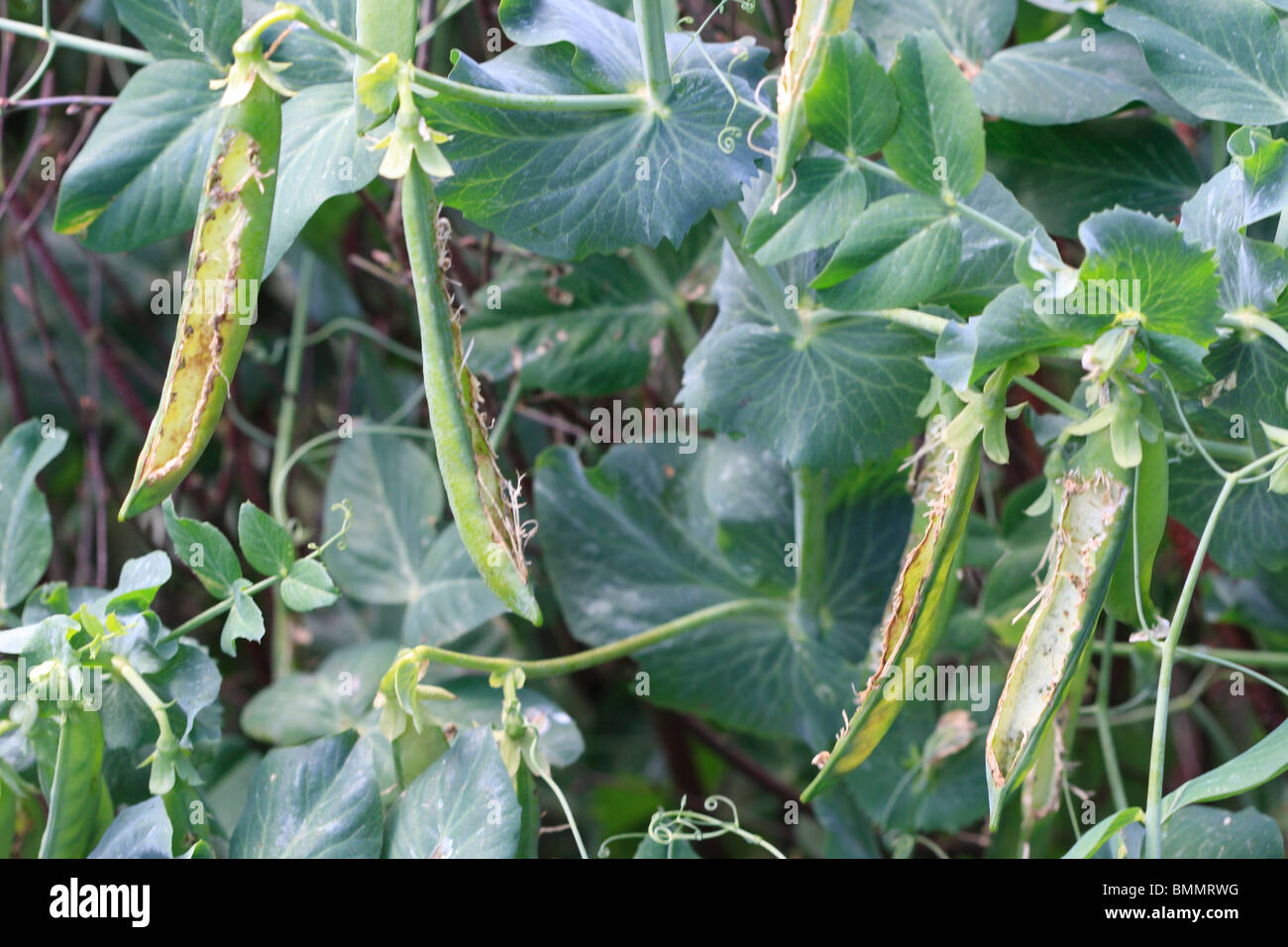 Pea pods hi-res stock photography and images - Alamy