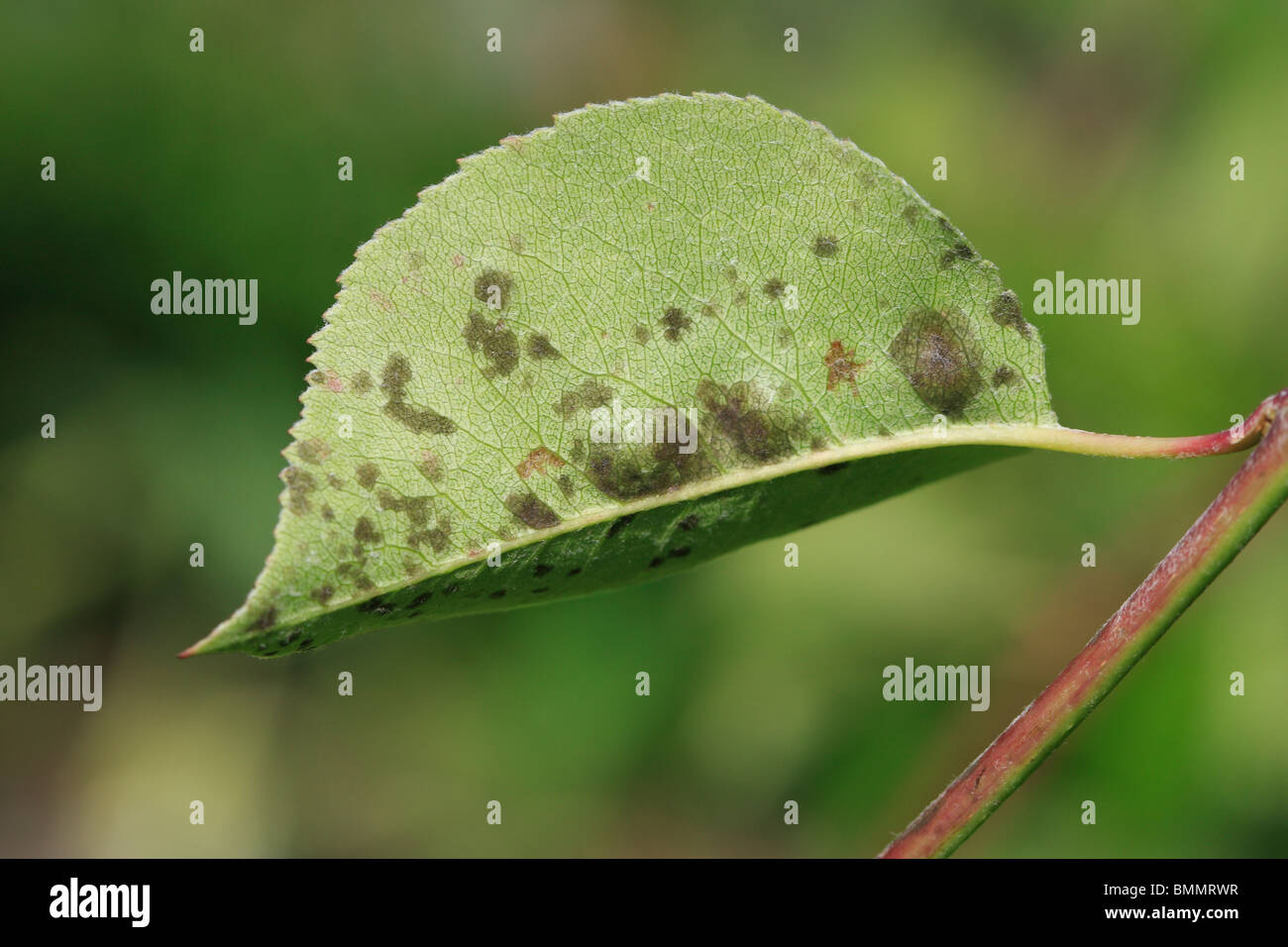 PEAR SCAB (Venturia pirina) ON UNDERSIDE OF PEAR LEAVES Stock Photo - Alamy