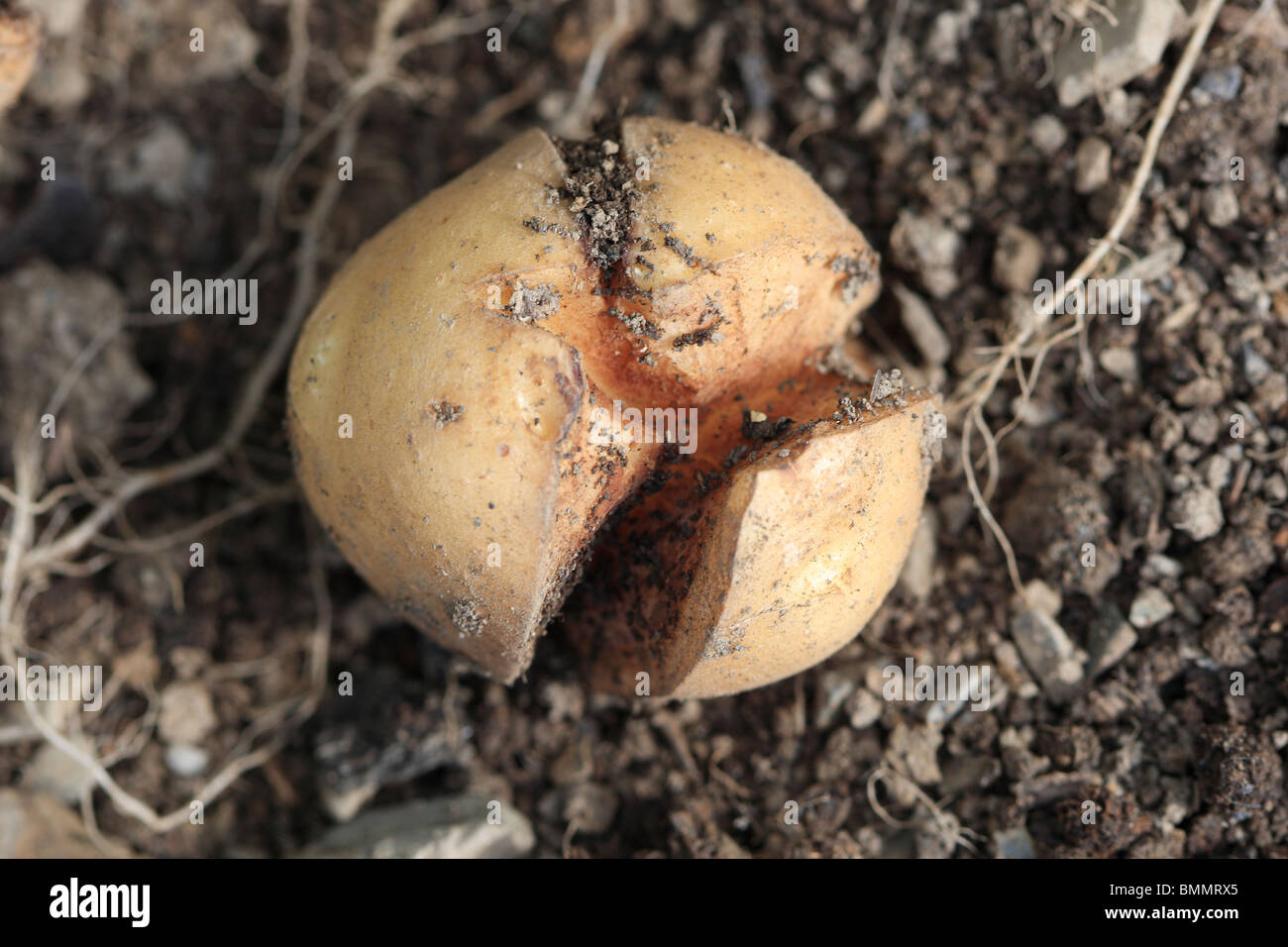 SPLITTING IN POTATO CAUSED BY RAPID GROWTH FOLLOWED BY WATER SHORTAGE ...