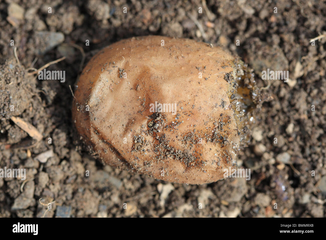 Ground Potato High Resolution Stock Photography and Images - Alamy