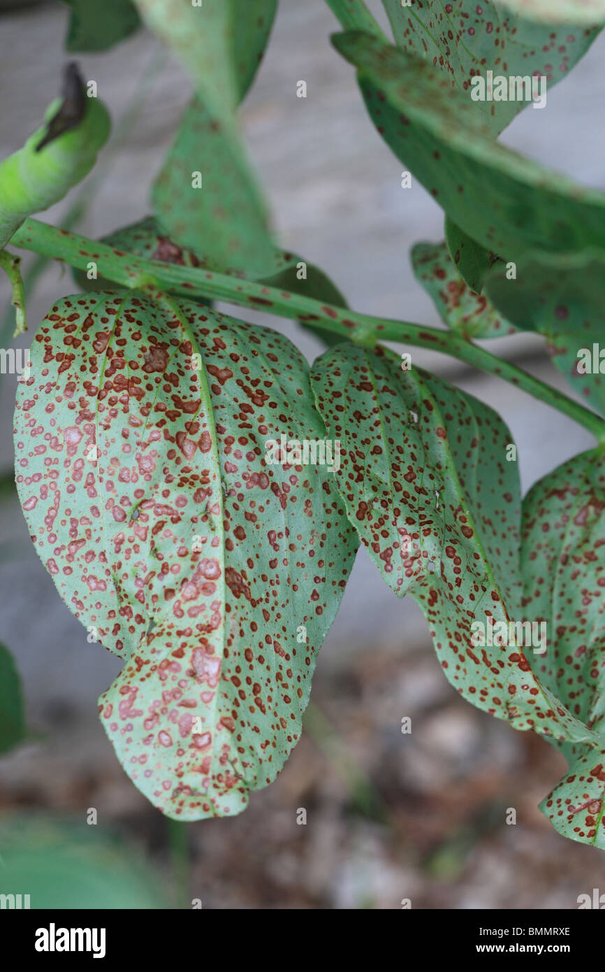 CHOCOLATE SPOT (Botritis fabae) ON UNDERSIDE OF BROAD BEAN LEAF Stock ...