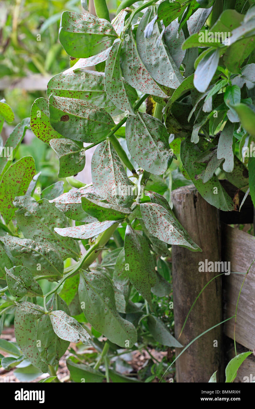 CHOCOLATE SPOT (Botritis fabae) CAN SPREAD RAPIDLY TO COVER THE WHOLE ...