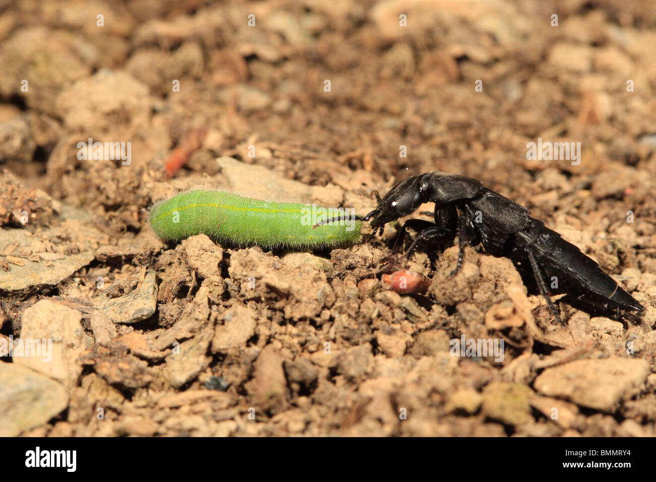 DEVILS COACH HORSE (Ocypus olens) APPROACHING CABBAGE CATERPILLAR SIDE ...