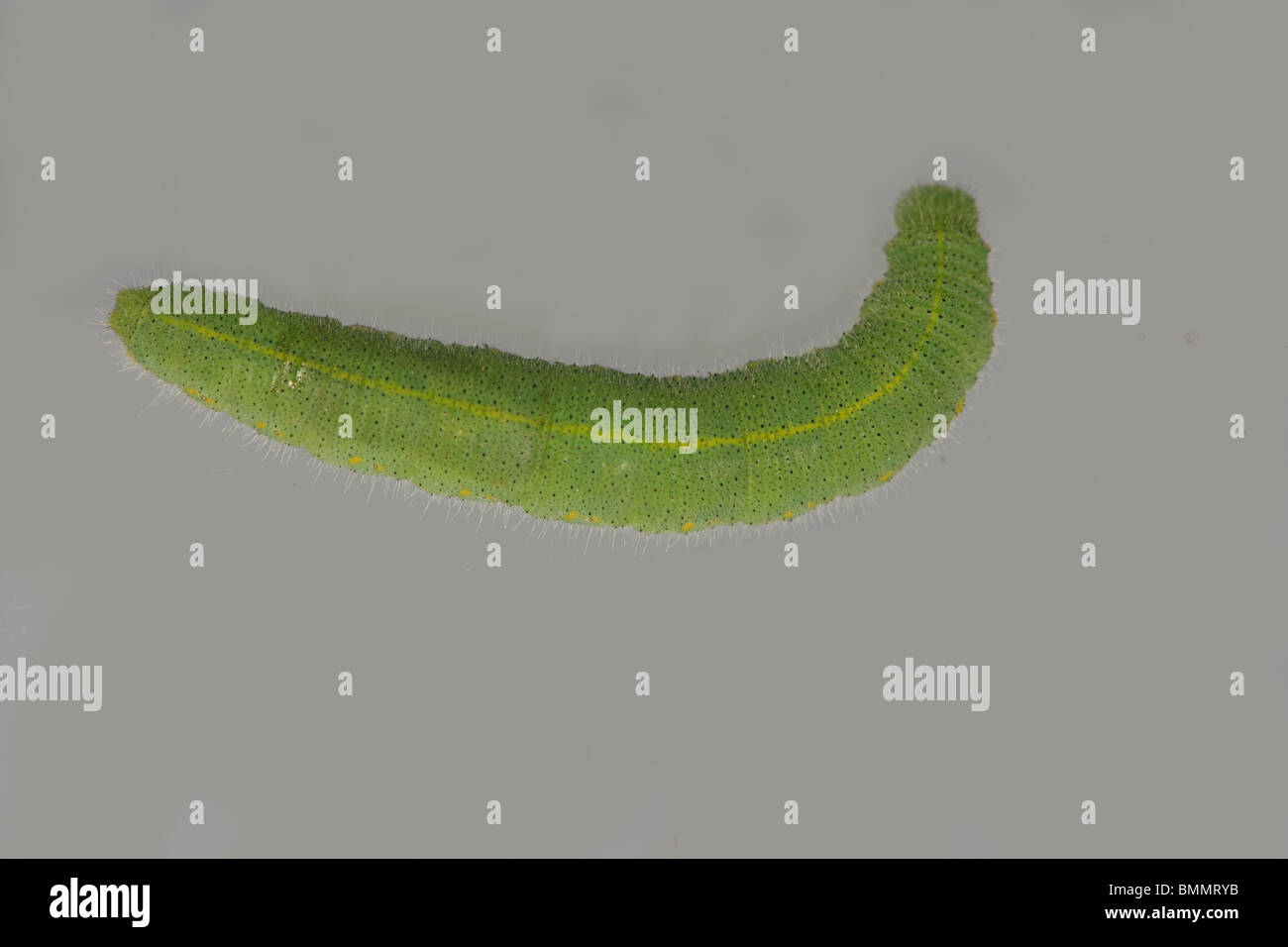 Small Caterpillar Stock Photos & Small Caterpillar Stock Images - Alamy