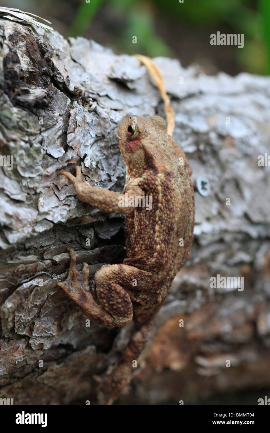 COMMON TOAD (Bufo bufo) CLIMBING WOODEN SIDE OF RAISED BED Stock Photo ...