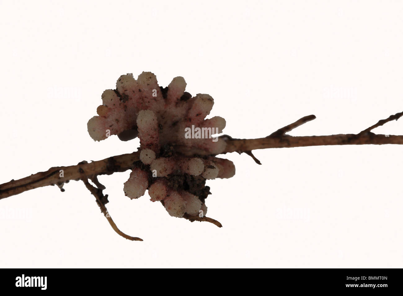 NITROGEN FIXATION - NODULES ON BROAD BEAN ROOT Stock Photo - Alamy