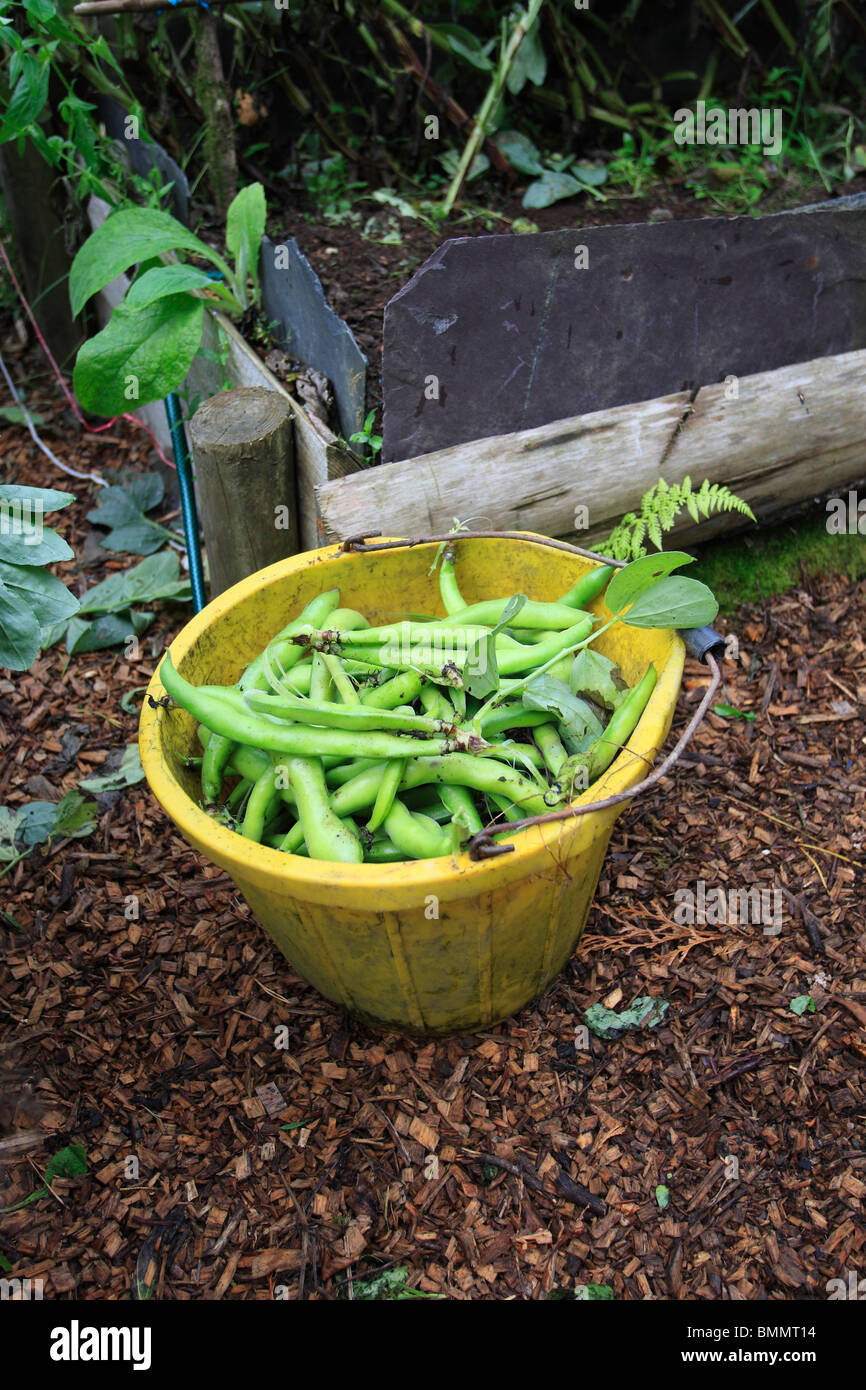 Picking beans hi-res stock photography and images - Alamy