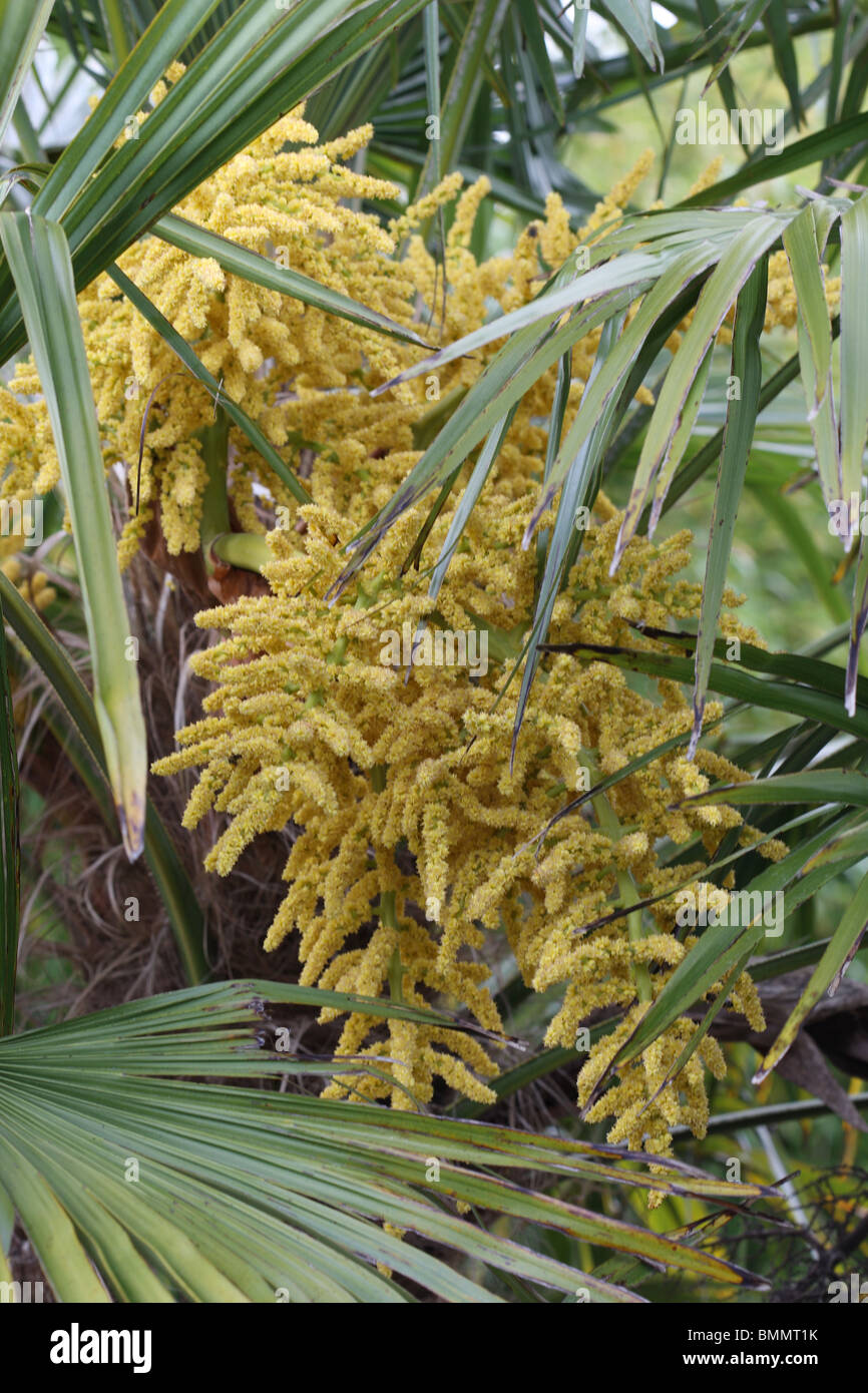 CHUSAN PALM (Trachycarpus fortunai) CLOSE UP OF FLOWERS Stock Photo - Alamy