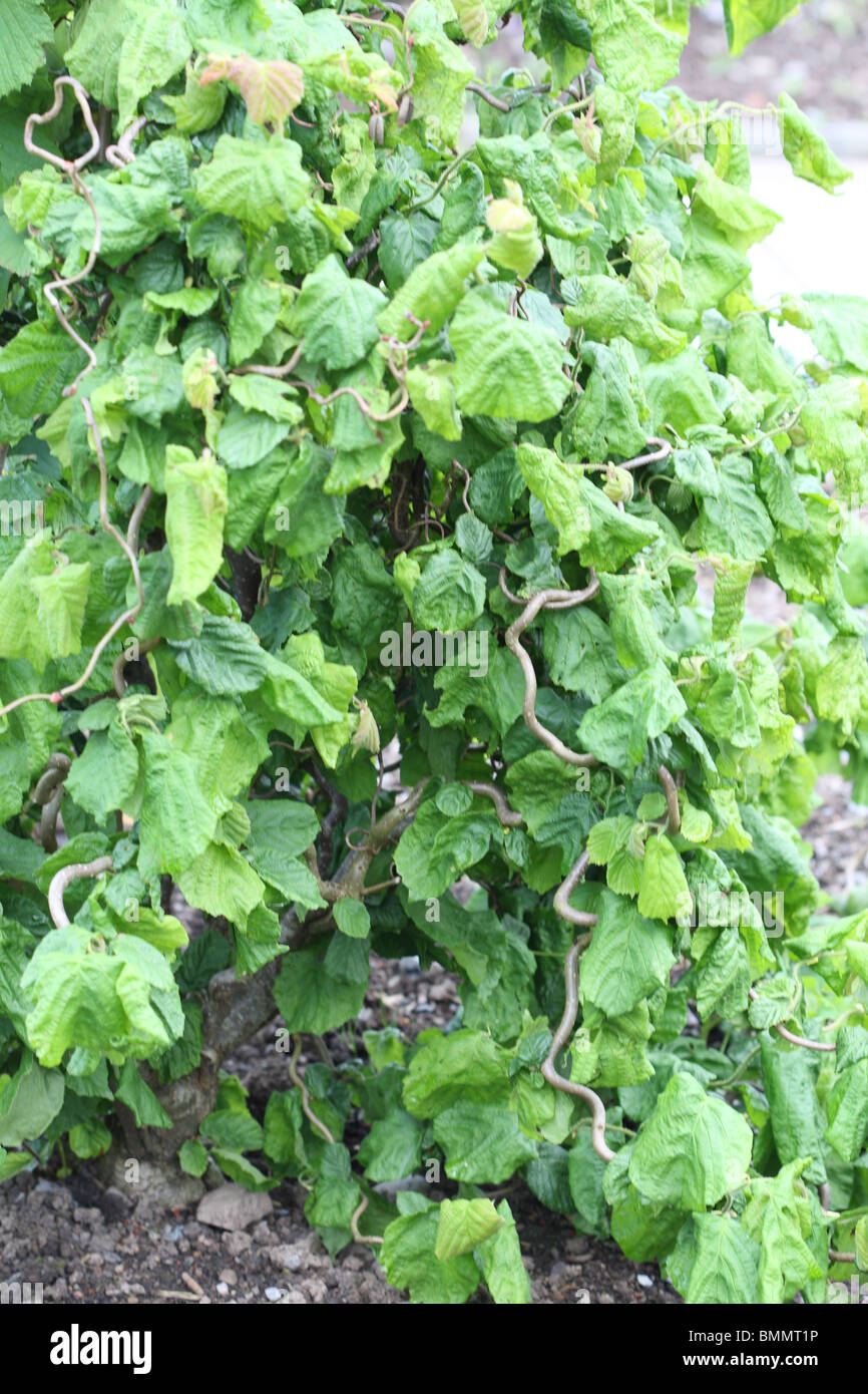 CONTORTED HAZEL (Coryolus contorta) CLOSE UP OF BUSH Stock Photo - Alamy