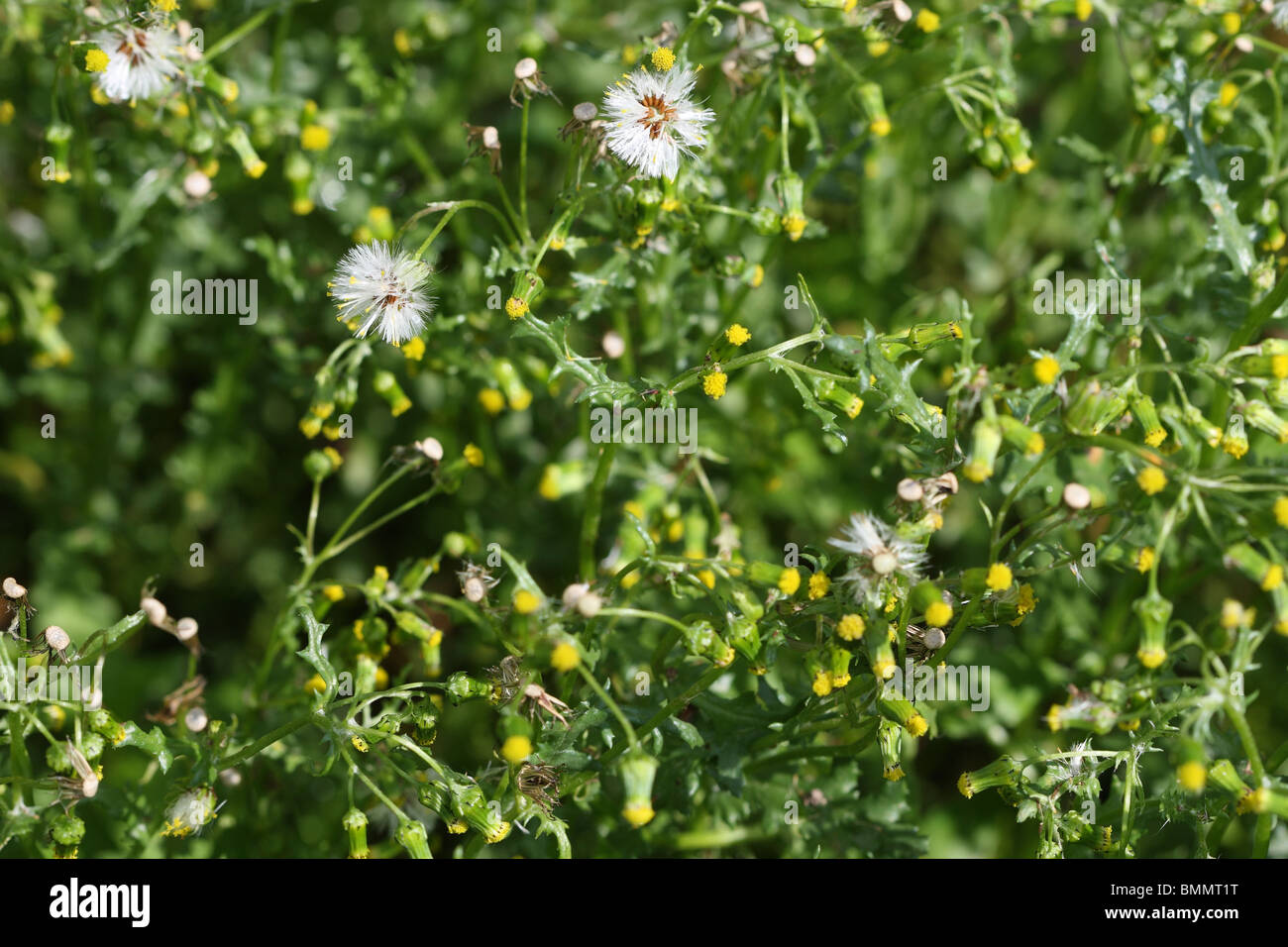 GROUNDSEL (Senecio vulgaris) A COMMON GARDEN WEED Stock Photo - Alamy