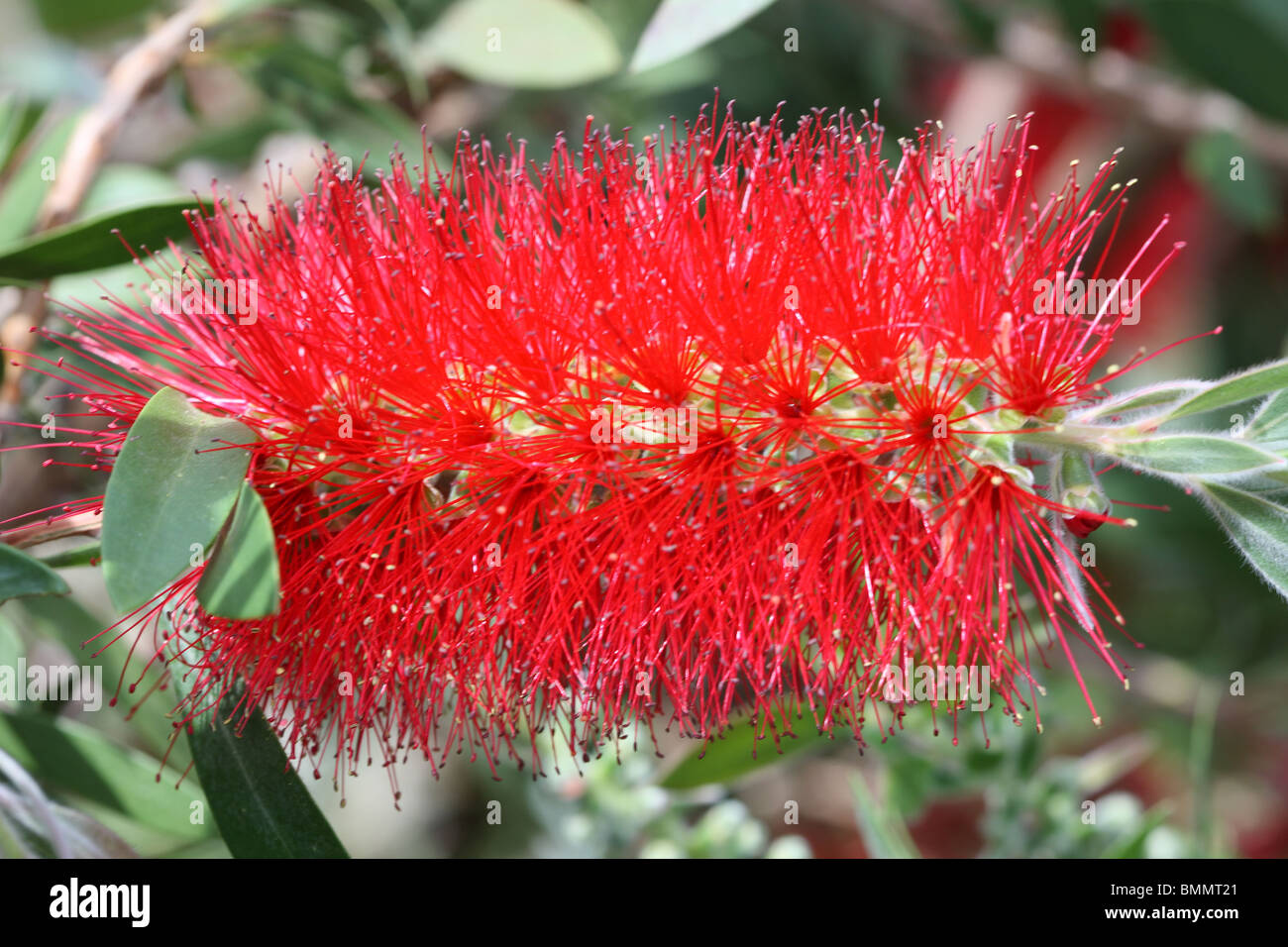 Hakea suaveolens hi-res stock photography and images - Alamy