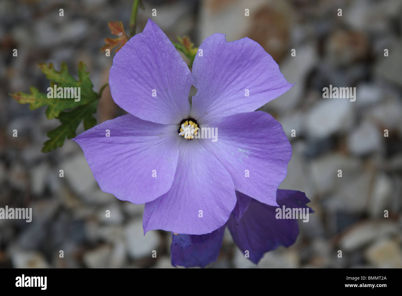 Alyogyne huegelii hi-res stock photography and images - Alamy
