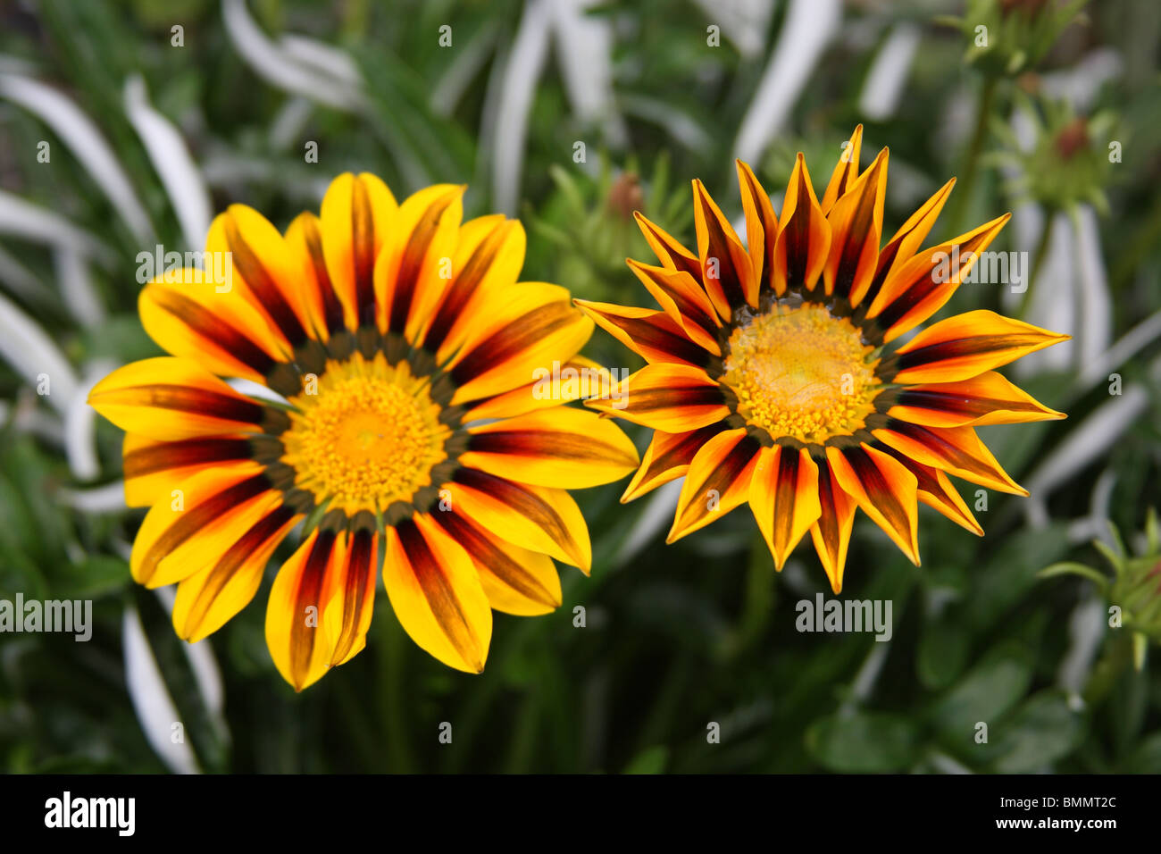 GAZANIA SPLENDUS DAYBREAK RED STRIPE CLOSE UP OF FLOWERS Stock Photo ...