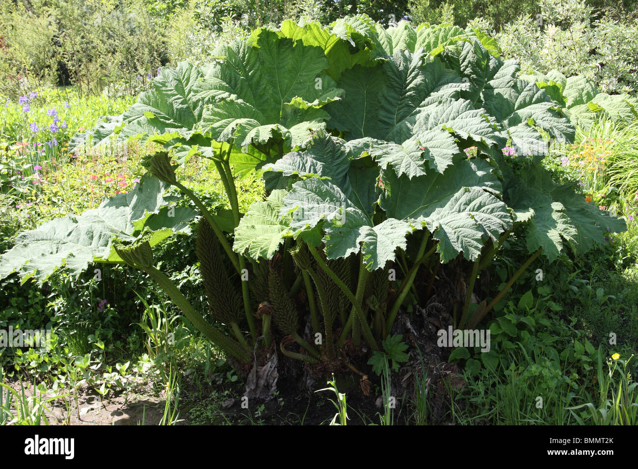 Gunnera plant hi-res stock photography and images - Alamy