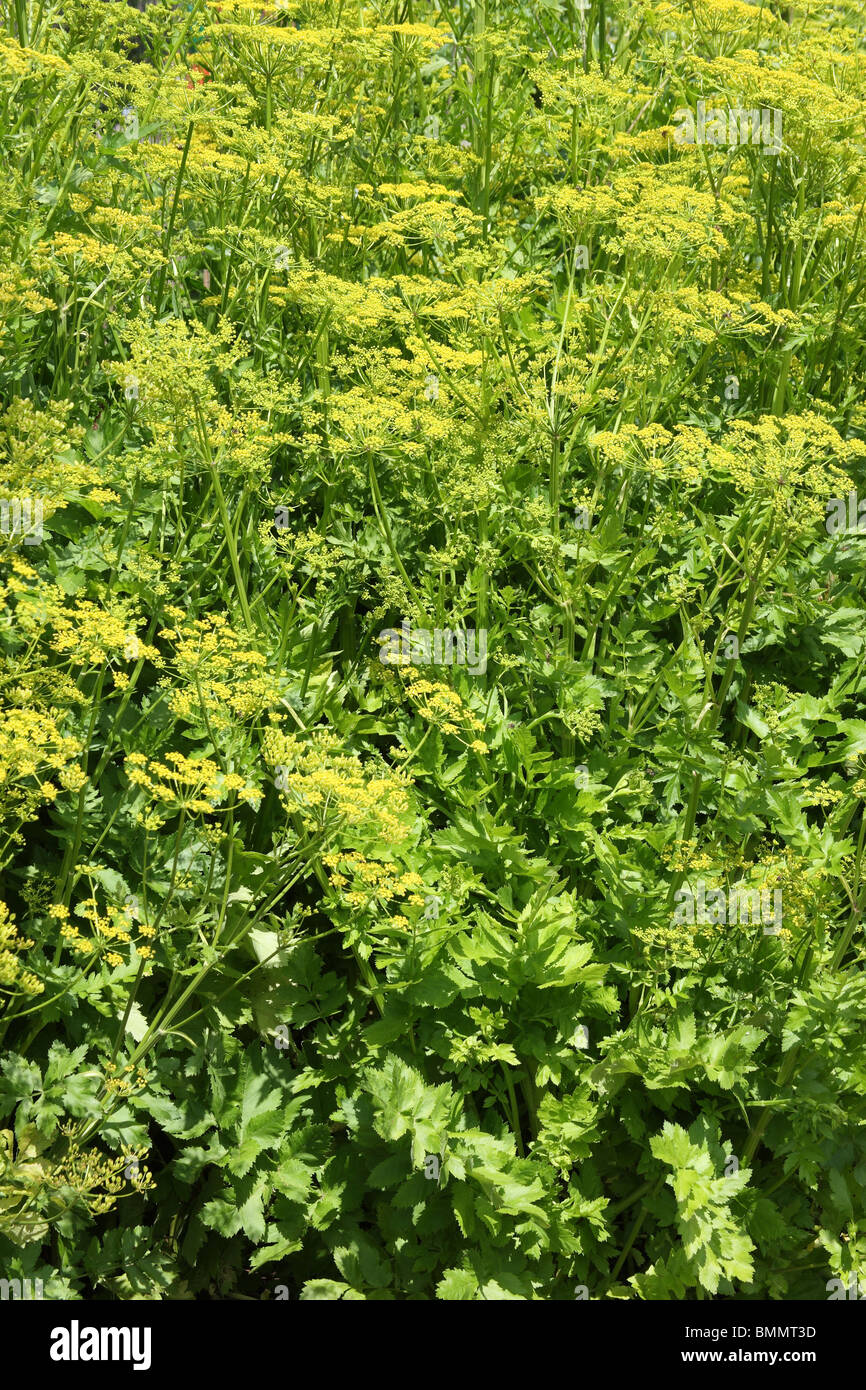 Parsnip plant hi-res stock photography and images - Alamy