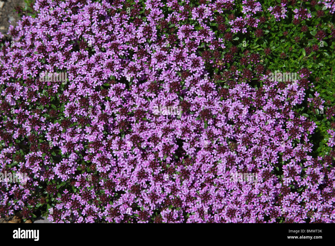 Thymus plant hi-res stock photography and images - Alamy