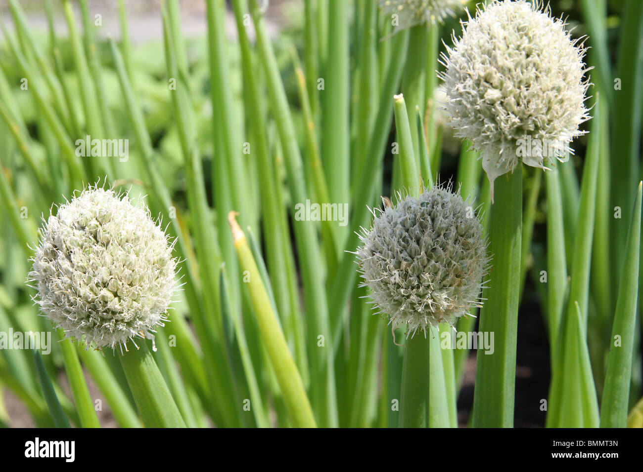 WELSH ONION (Allium fistulosum) CLOSE UP OF FLOWERS Stock Photo - Alamy