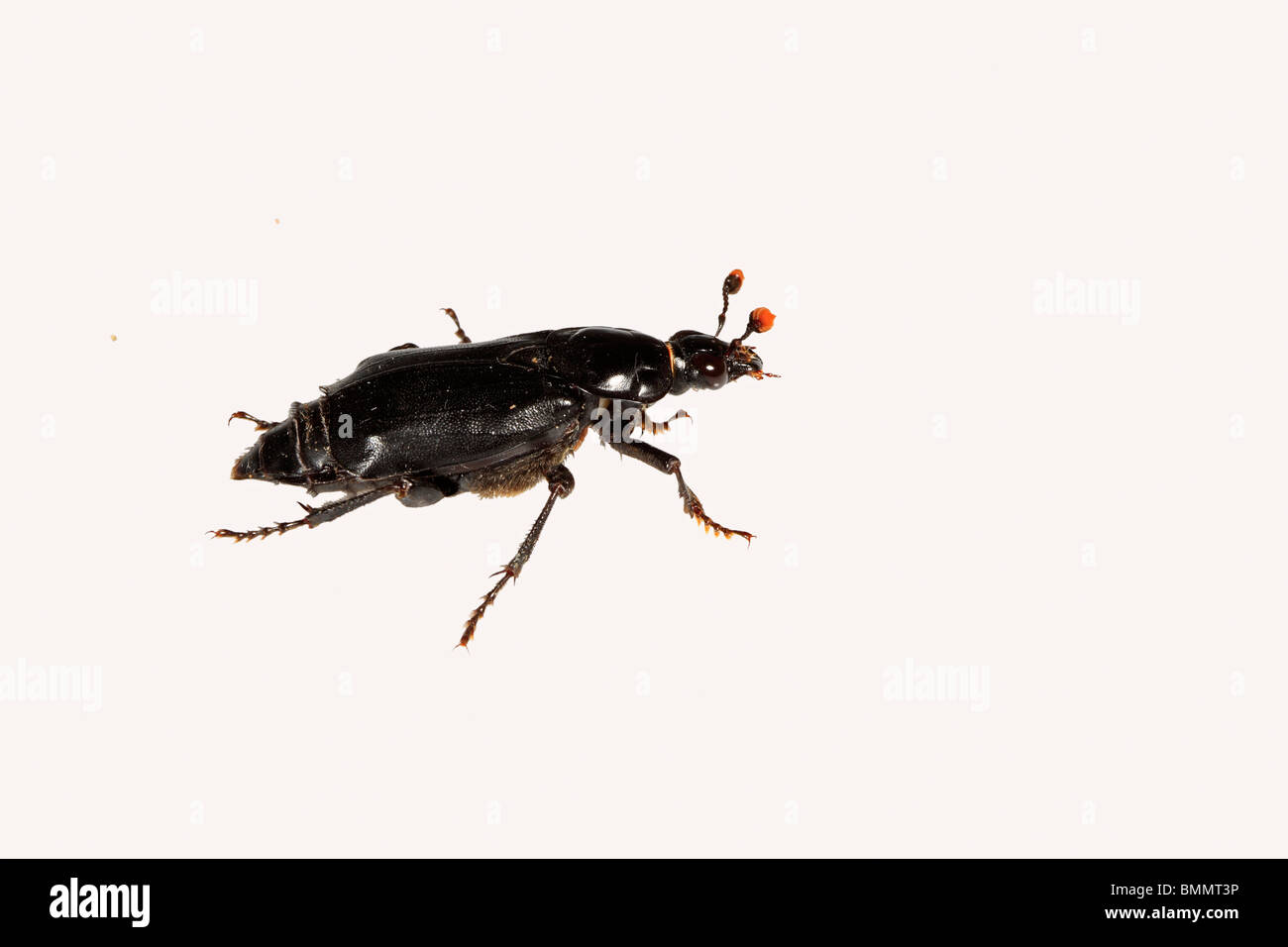 SEXTON BEETLE (Nicrophorus humator) SIDE VIEW CUT OUT Stock Photo - Alamy