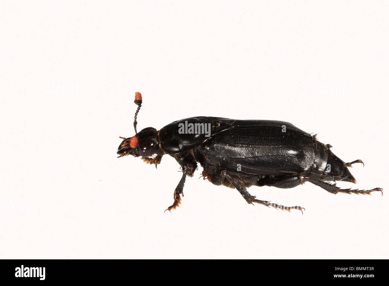 SEXTON BEETLE (Nicrophorus humator) SIDE VIEW CUT OUT Stock Photo - Alamy