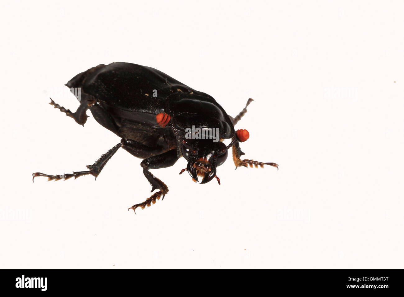 SEXTON BEETLE (Nicrophorus humator) SIDE VIEW CUT OUT Stock Photo - Alamy