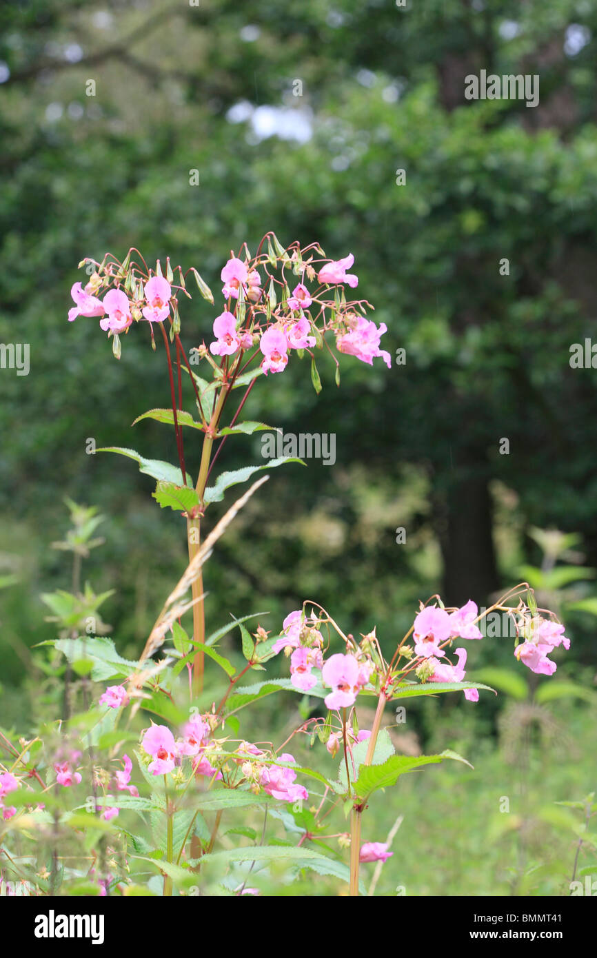 HIMALAYAN BALSAM (Impatiens balsamifera) PLANT IN FLOWER Stock Photo ...