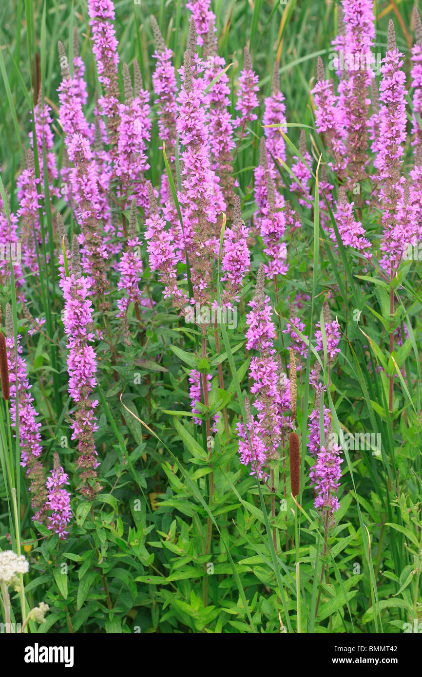 PURPLE LOOSESTRIFE (Lythrum salicaria) PLANTS IN FLOWER Stock Photo - Alamy