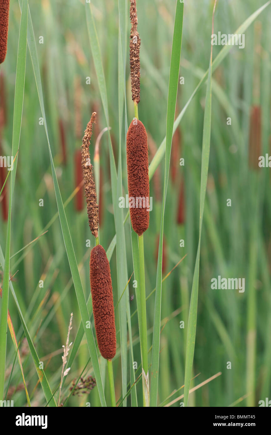 Typha hi-res stock photography and images - Alamy