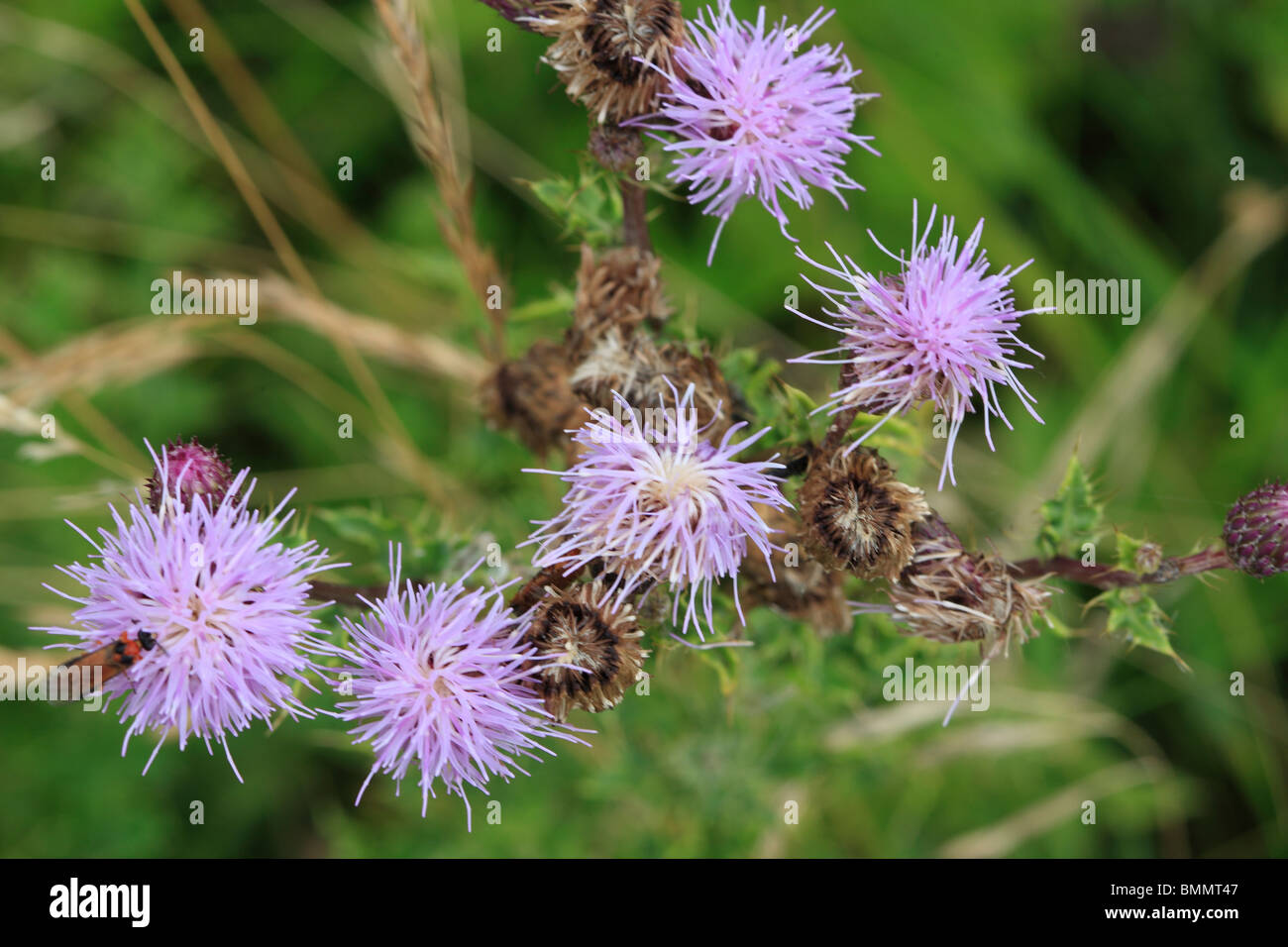 CREEPING THISTLE (Cirsium arvense) CLOSE UP OF FLOWERHEAD TOP VIEW ...