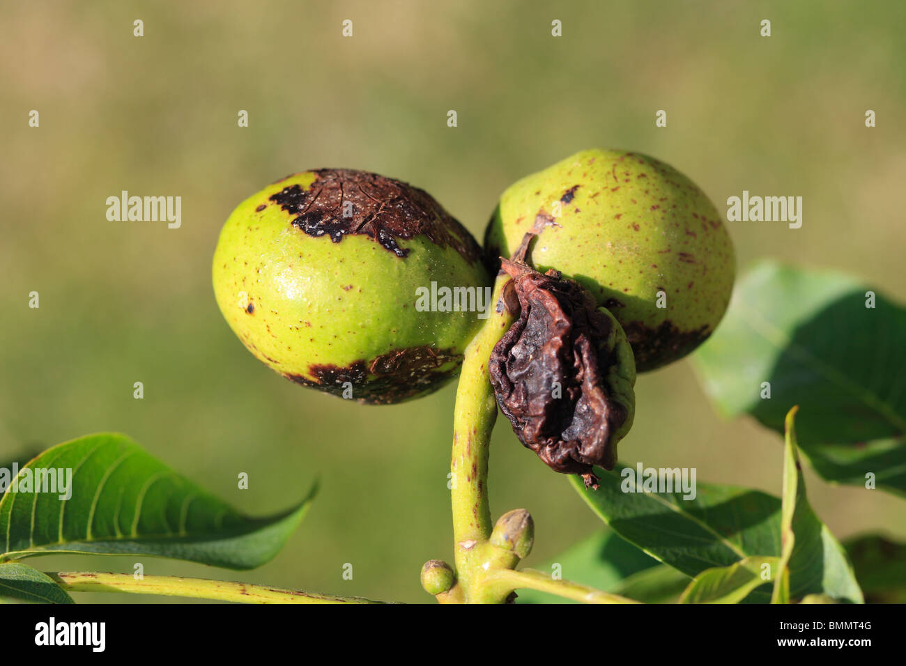 Gnomonia leptostyla hi-res stock photography and images - Alamy