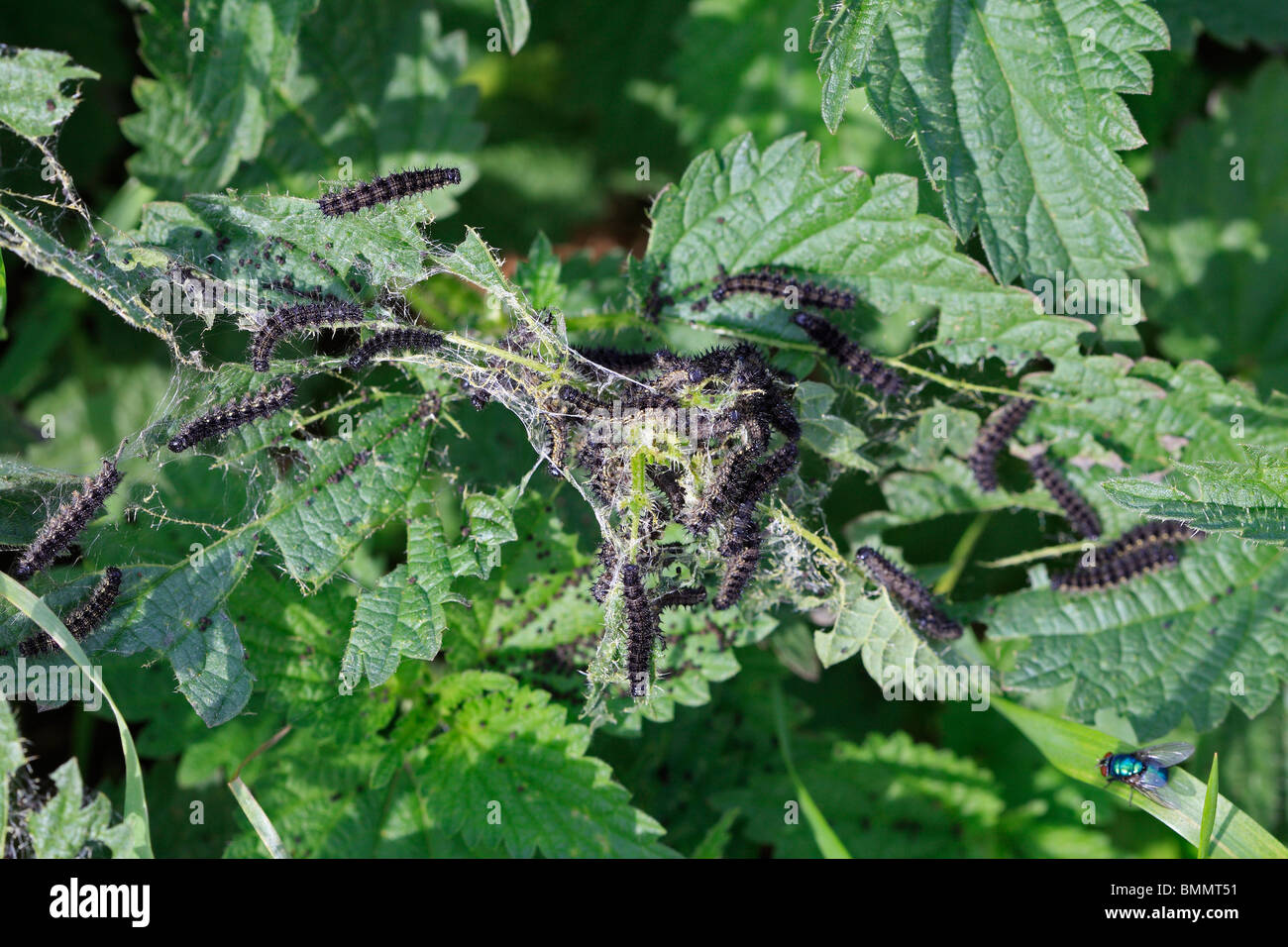 Small tortoiseshell caterpillars hi-res stock photography and images ...