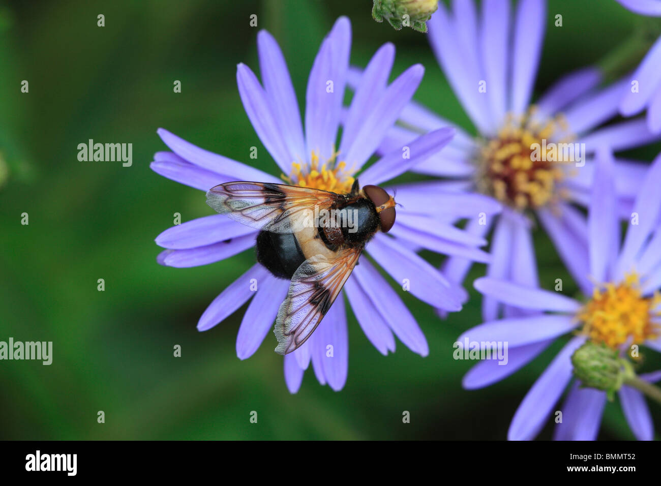 Volucella pellucens hi-res stock photography and images - Alamy