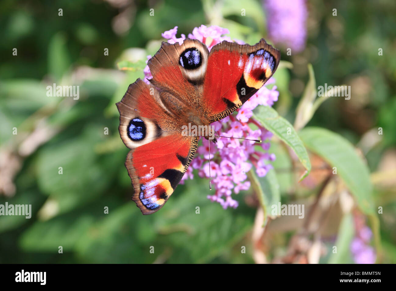 Peacock bush hi-res stock photography and images - Alamy