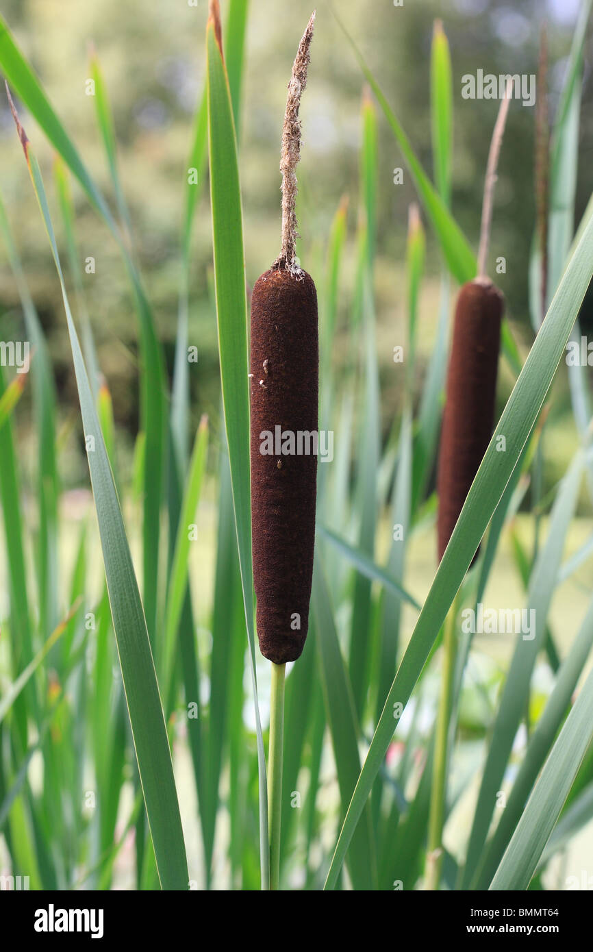 GREATER REEDMACE (Typha latifolia) CLOSE UP OF FLOWERING HEAD Stock ...