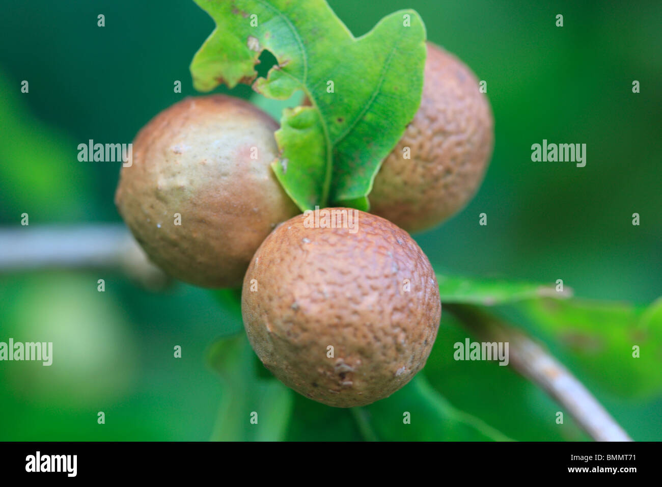 OAK MARBLE GALL (Andricus kollari) GROUP ON OAK BRANCH Stock Photo - Alamy
