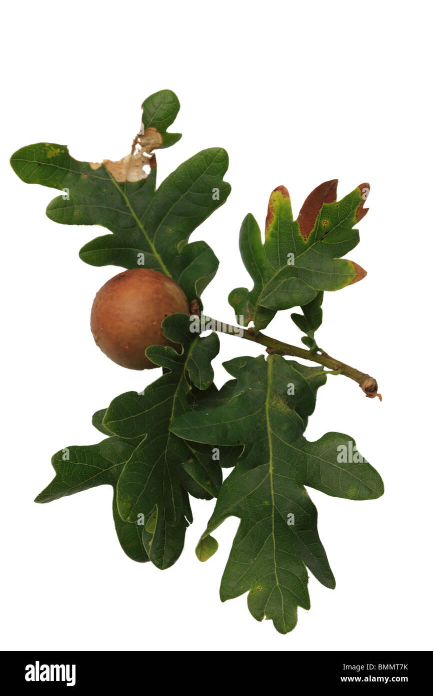 Oak marble gall hi-res stock photography and images - Alamy