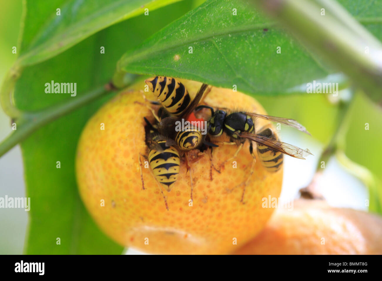 COMMON WASP (Paravespula vulgaris) EATING CITRUS LEMON FLORENTINA Stock ...