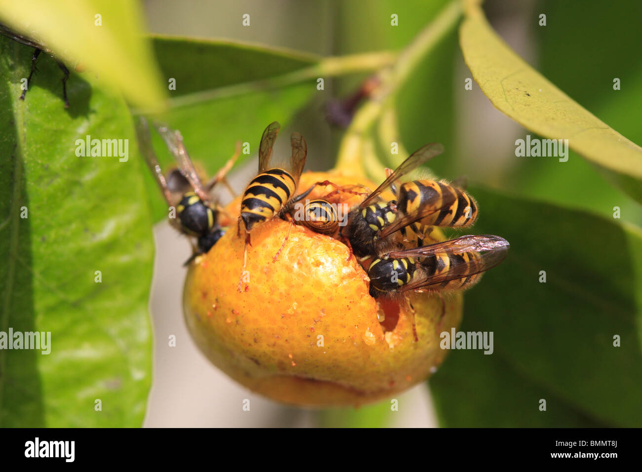 COMMON WASP (Paravespula vulgaris) EATING CITRUS LEMON FLORENTINA Stock ...