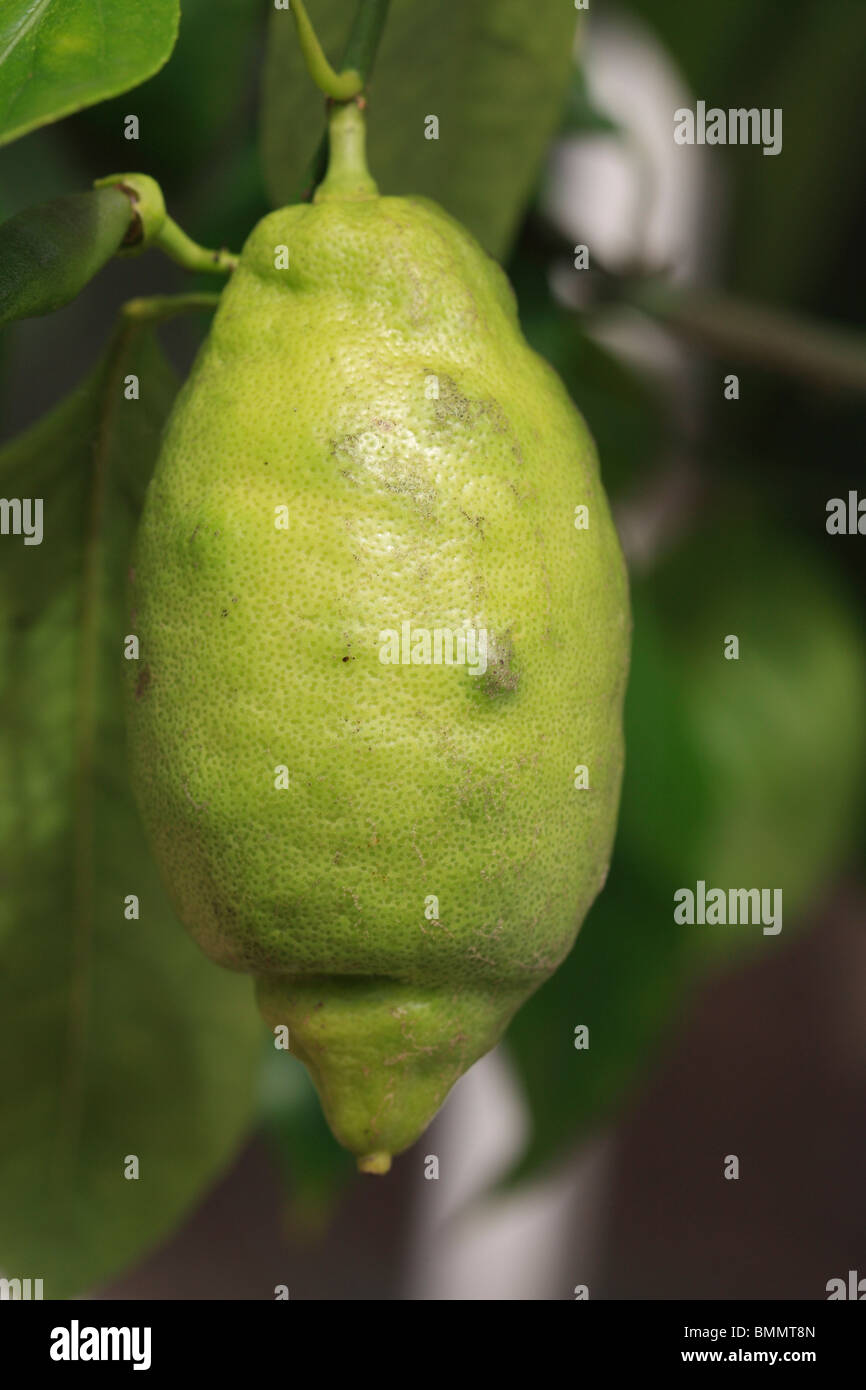 Close up lemon tree hi-res stock photography and images - Alamy