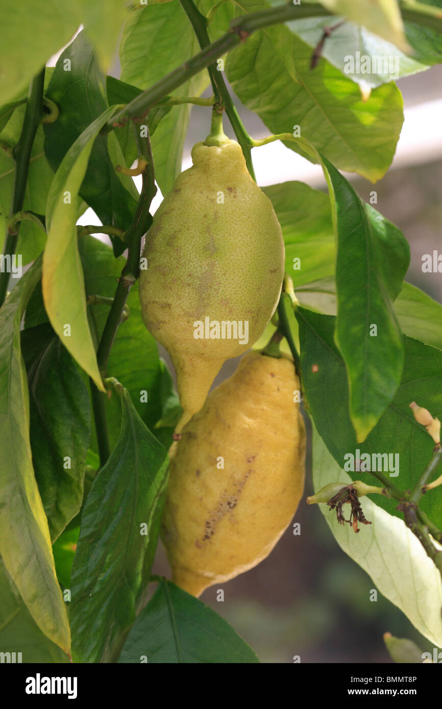 LEMON RIPENING ON TREE Stock Photo - Alamy