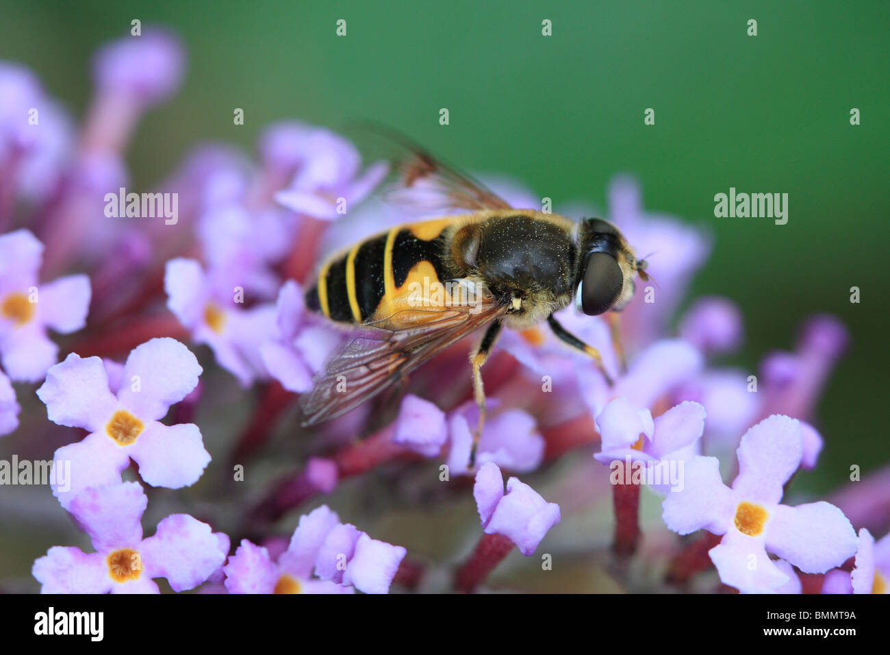 Syrphus ribesii flower hi-res stock photography and images - Alamy